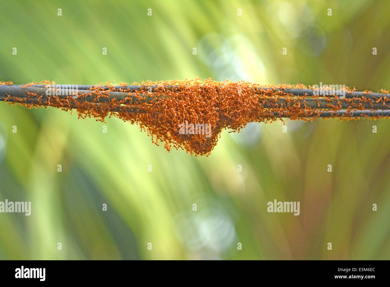Comportement de nidification Banque de photographies et d’images à ...