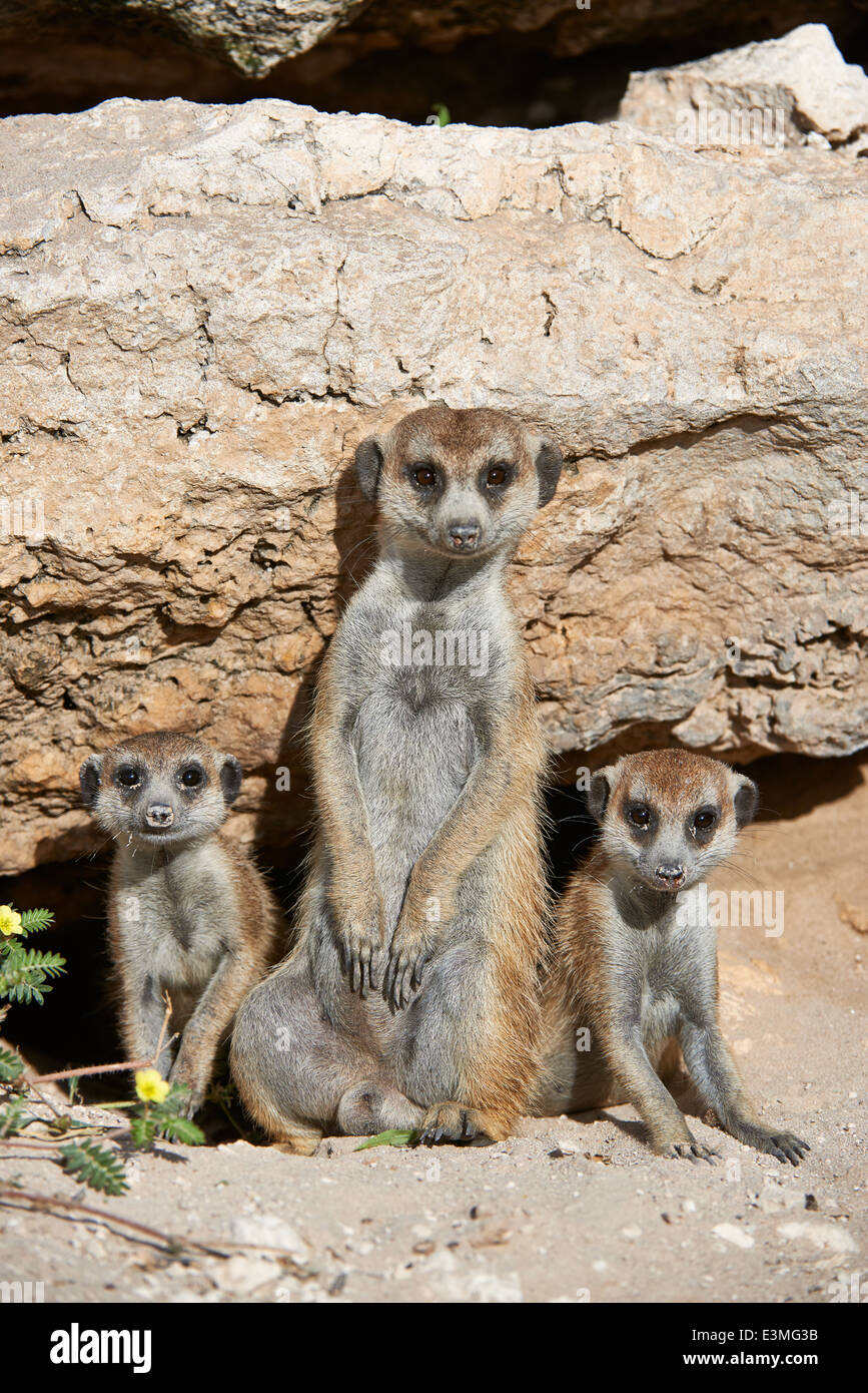 Suricate funny Banque de photographies et d’images à haute résolution ...