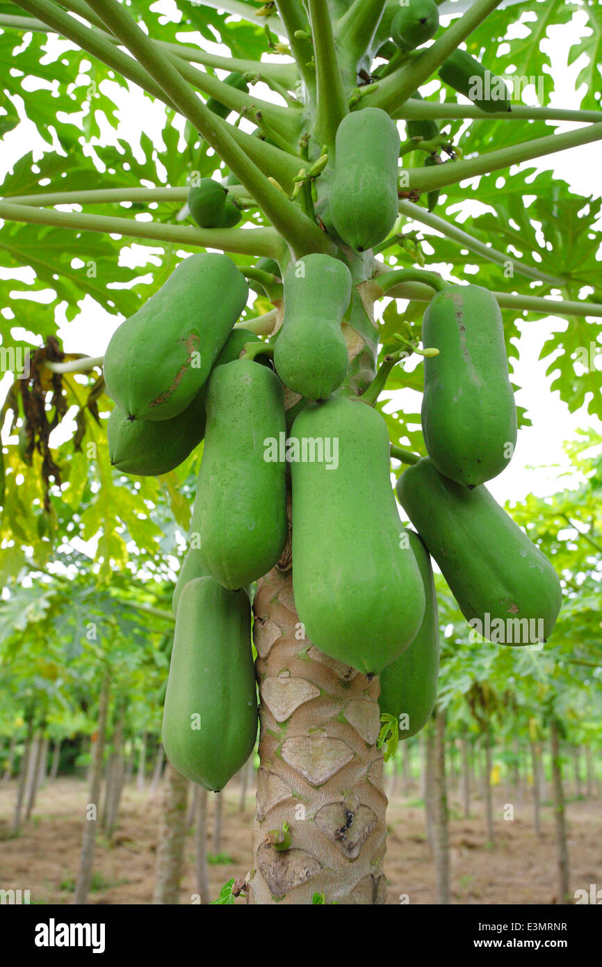 Papaye arbre et feuille Banque de photographies et d’images à haute ...