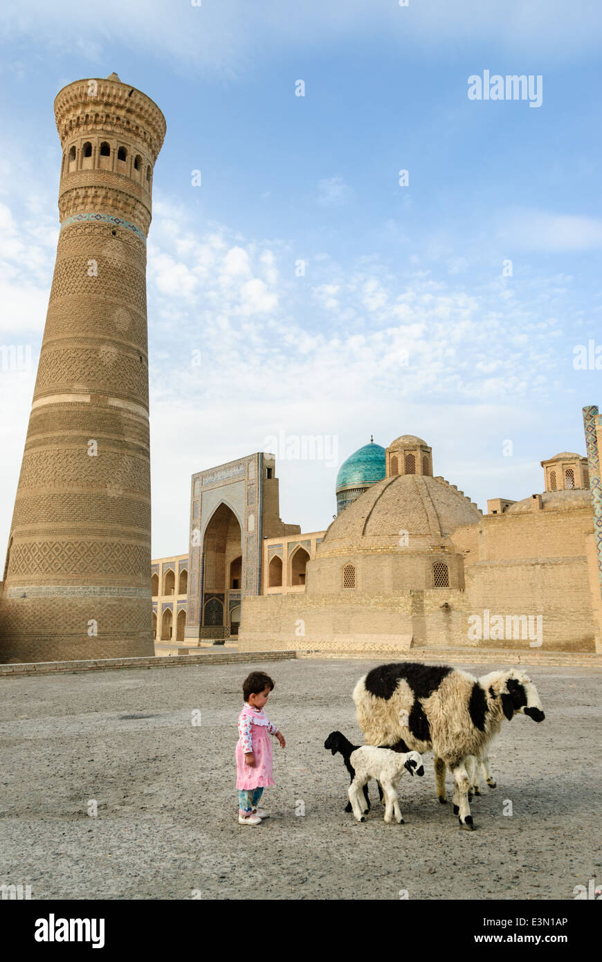Mouton arabe Banque de photographies et d’images à haute résolution - Alamy