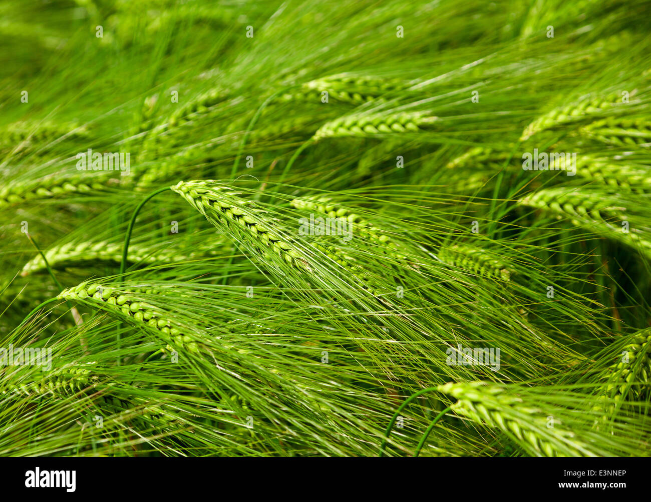 Wheat plant Banque de photographies et d’images à haute résolution - Alamy