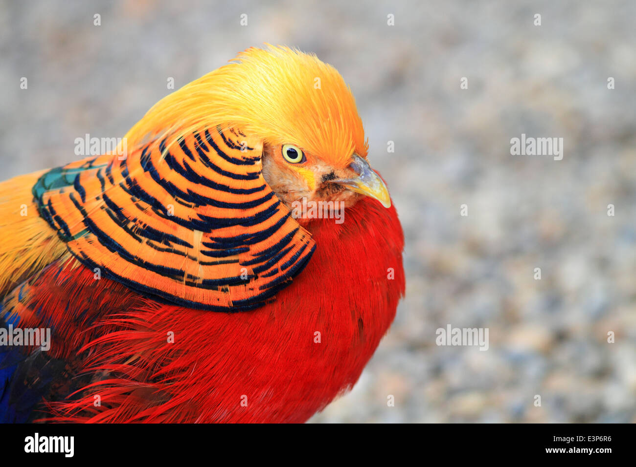 Faisan d'or jaune Banque de photographies et d’images à haute ...