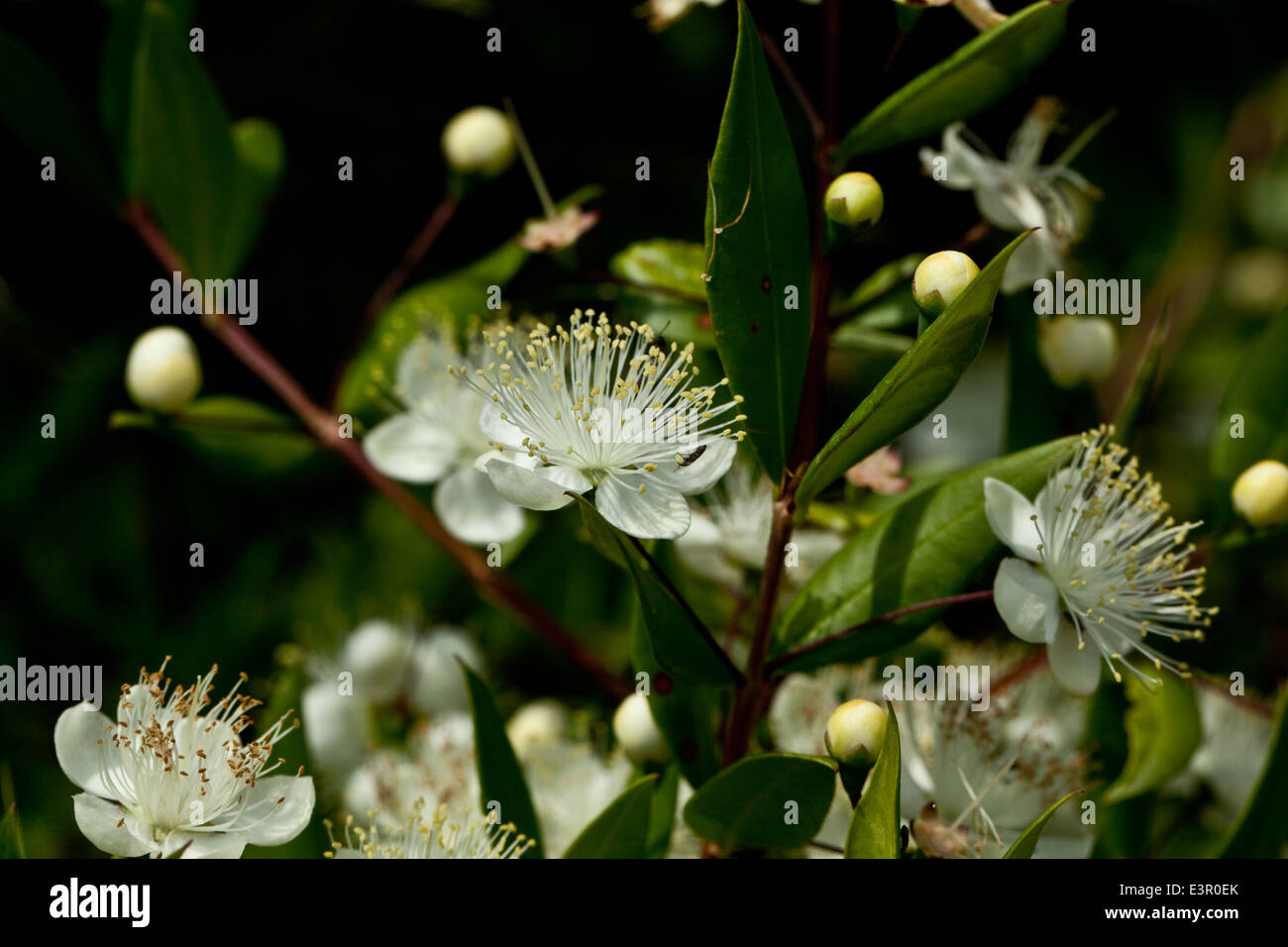 Myrtus communis Banque de photographies et d’images à haute résolution ...