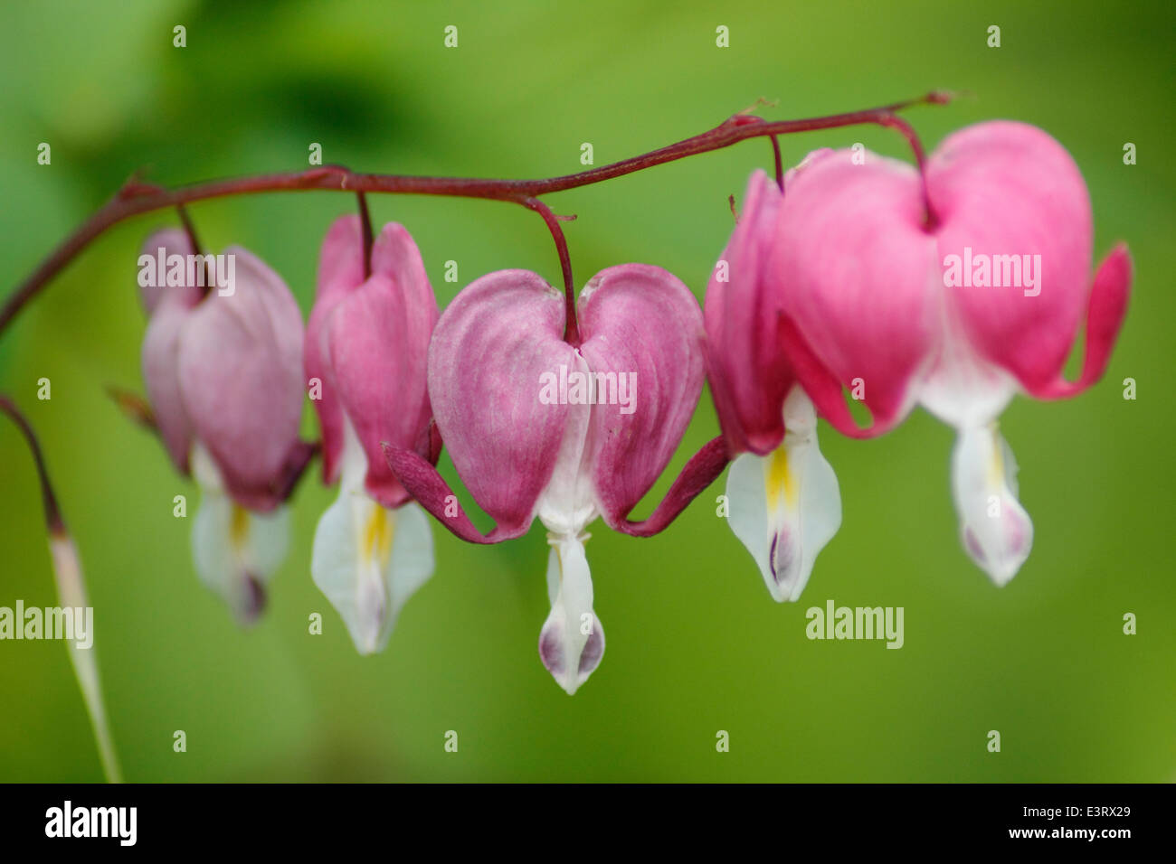 Une arche de bleeding heart rose ( Lamprocapnos spectabilis,) en fleur ...