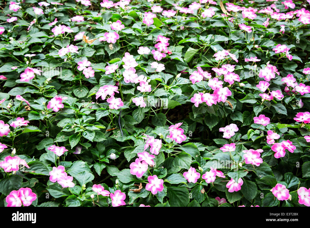 Impatiens flower Banque de photographies et d’images à haute résolution ...