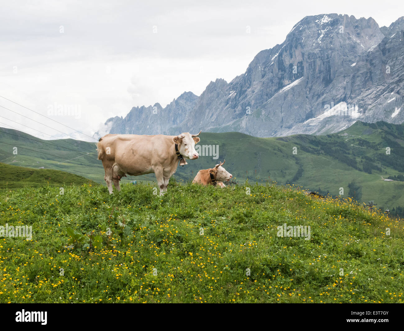 Cloches de vaches suisses Banque d'image et photos - Alamy