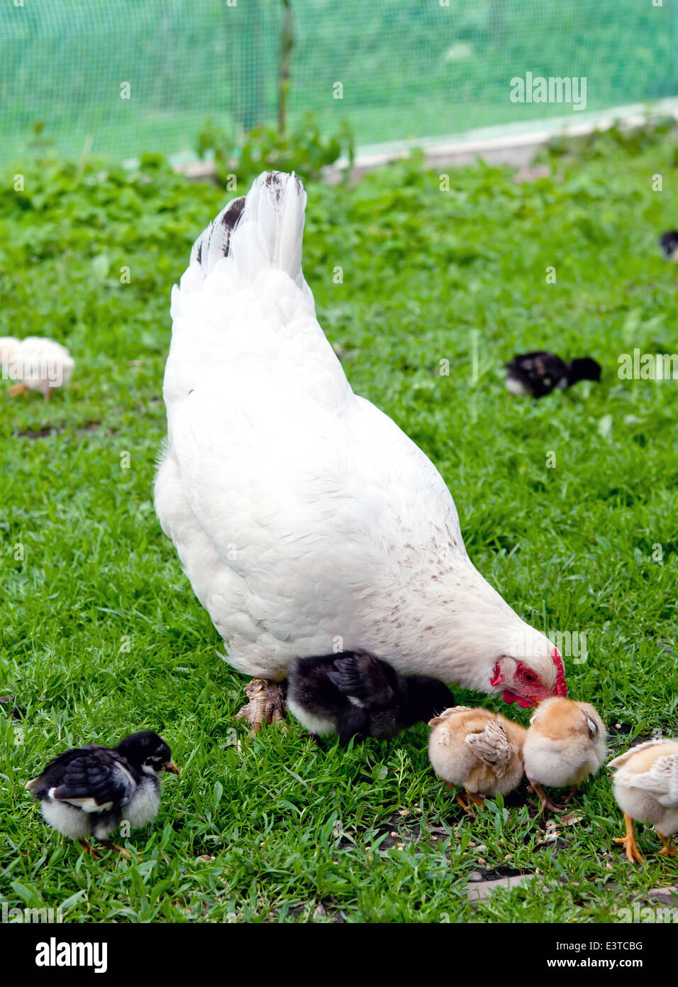 Poule et poussin Banque de photographies et d’images à haute résolution ...