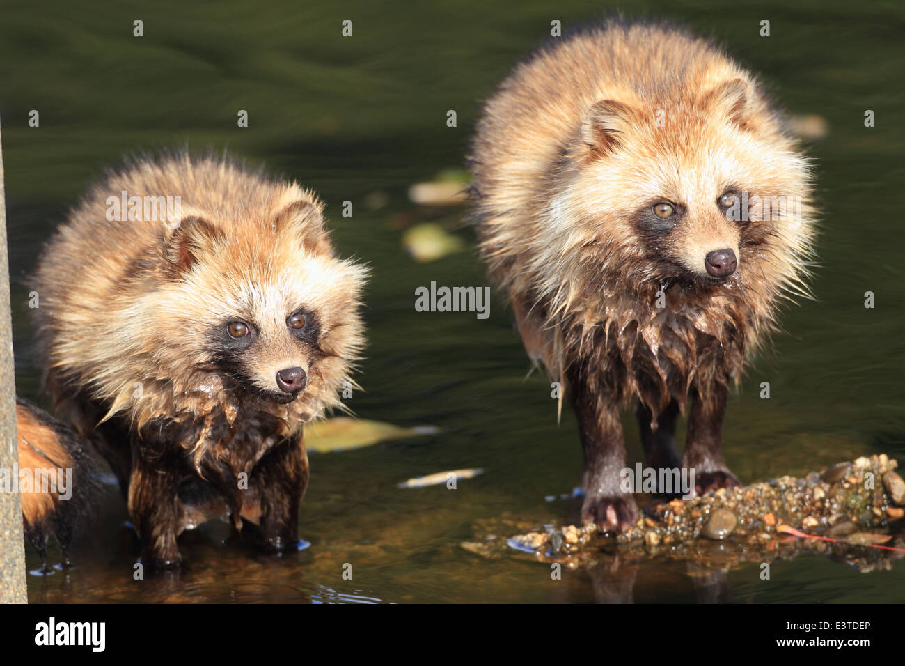 Chien viverrin nyctereutes procyonoides Banque de photographies et d ...