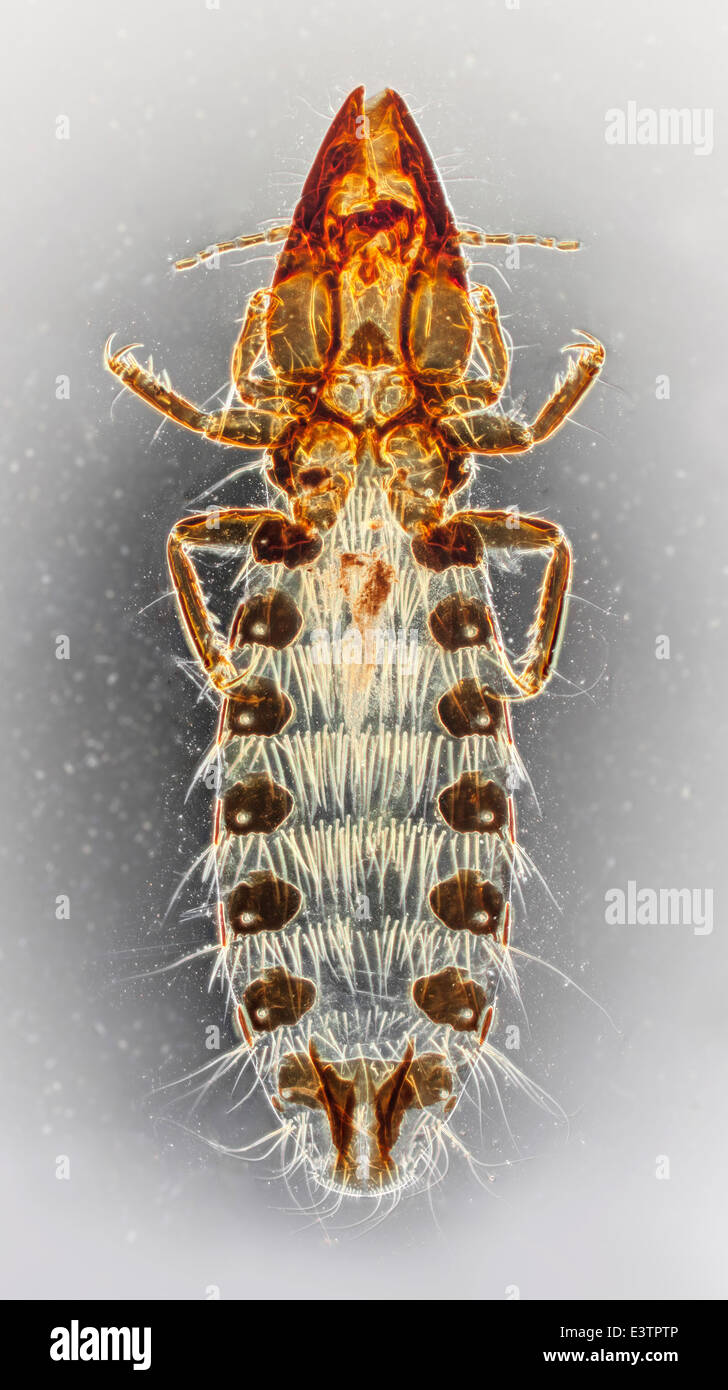 Morsure insecte oiseau microscope arthropode tique emu ecto parasite ...
