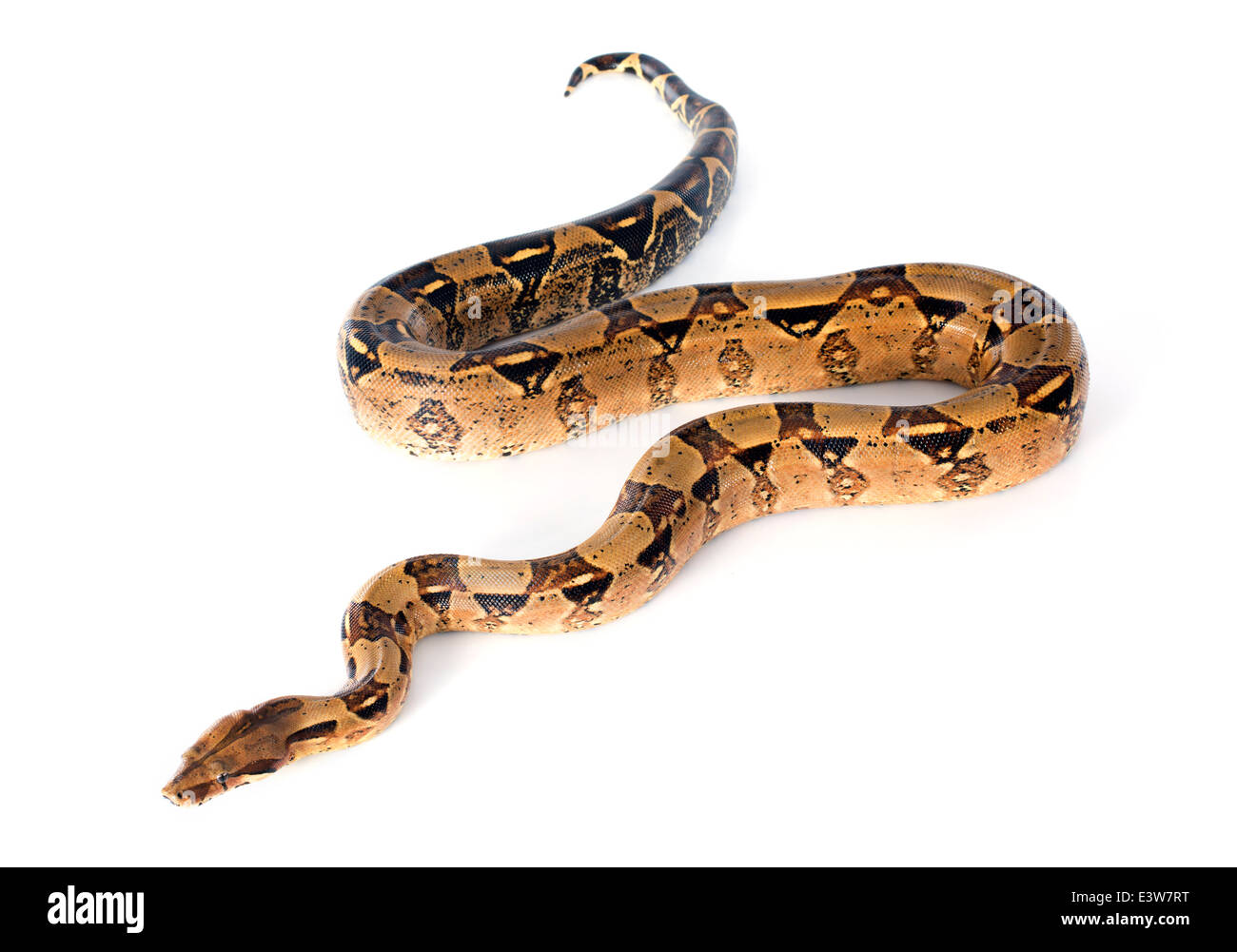 Boa constrictor serpent Banque de photographies et d’images à haute ...