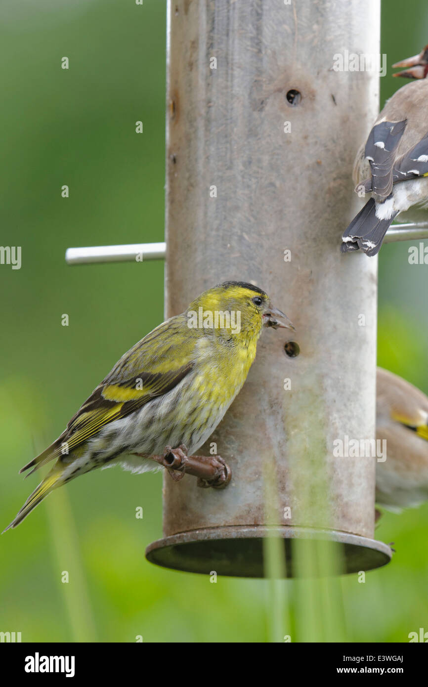 Nyger seed Banque de photographies et d’images à haute résolution - Alamy