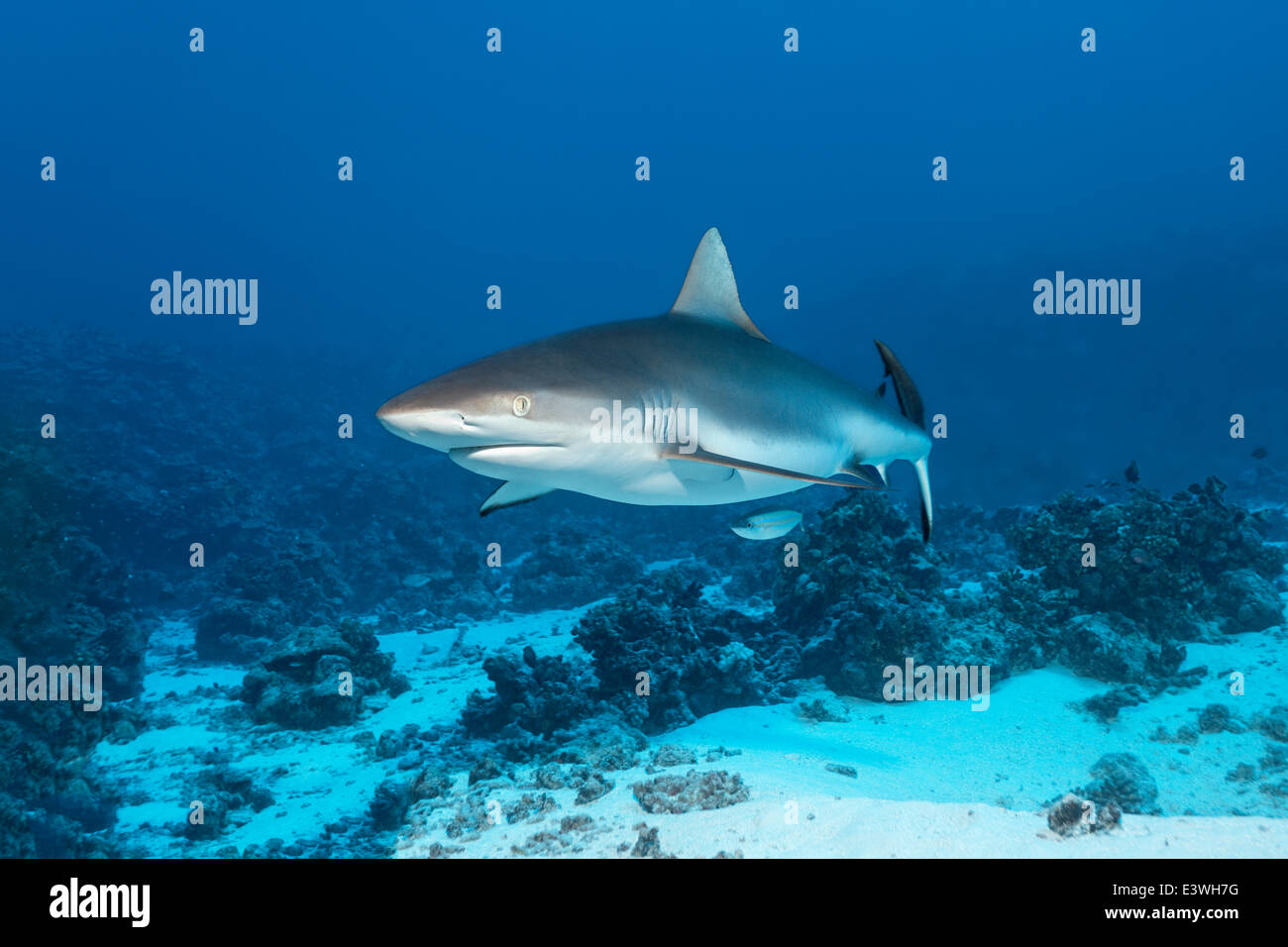 Requin gris de récif (Carcharhinus amblyrhynchos) sur un fond de sable ...