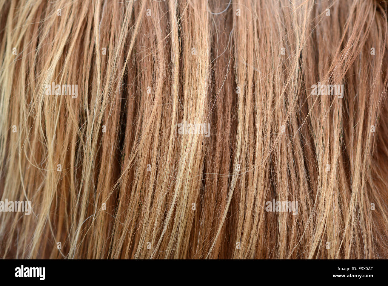 Shampoing cheval Banque de photographies et d’images à haute résolution ...