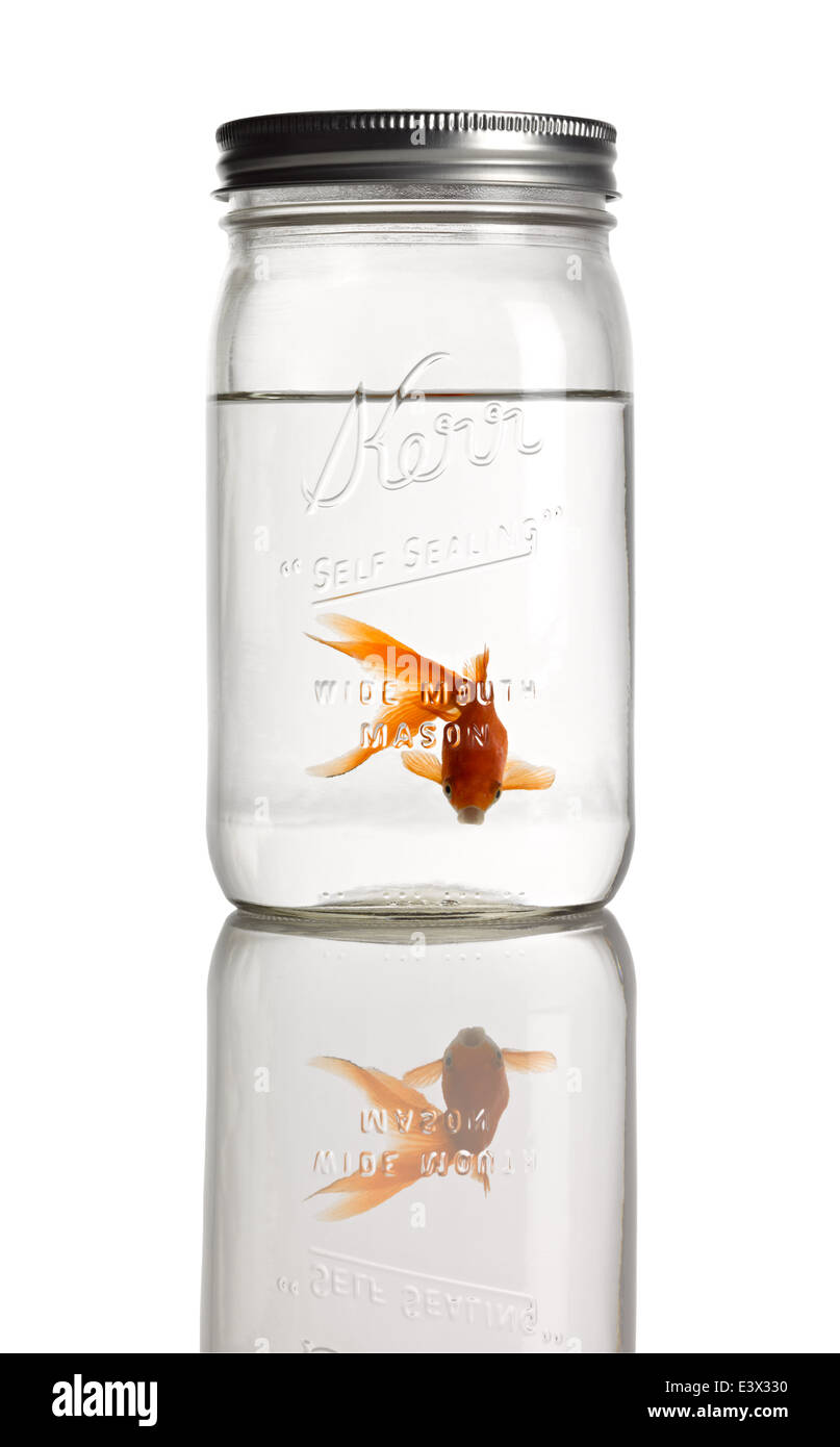 Goldfish in jar Banque de photographies et d’images à haute résolution ...