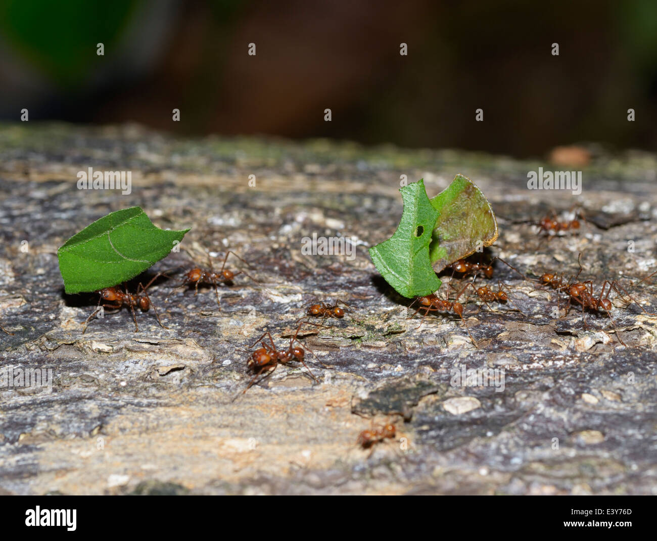 Fourmis Soldat Banque d'image et photos - Alamy