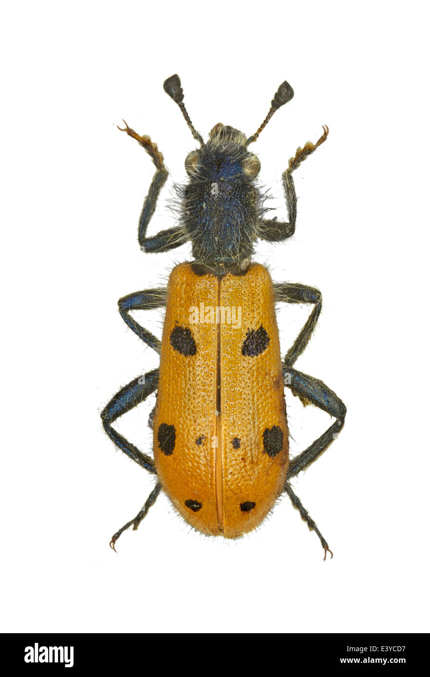 Cleridae checkered beetle beetles Banque d'images détourées - Alamy