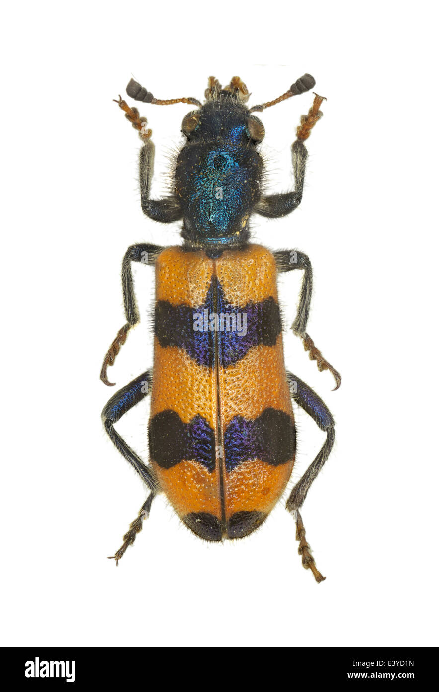 Cleridae checkered beetle beetles Banque d'images détourées - Alamy