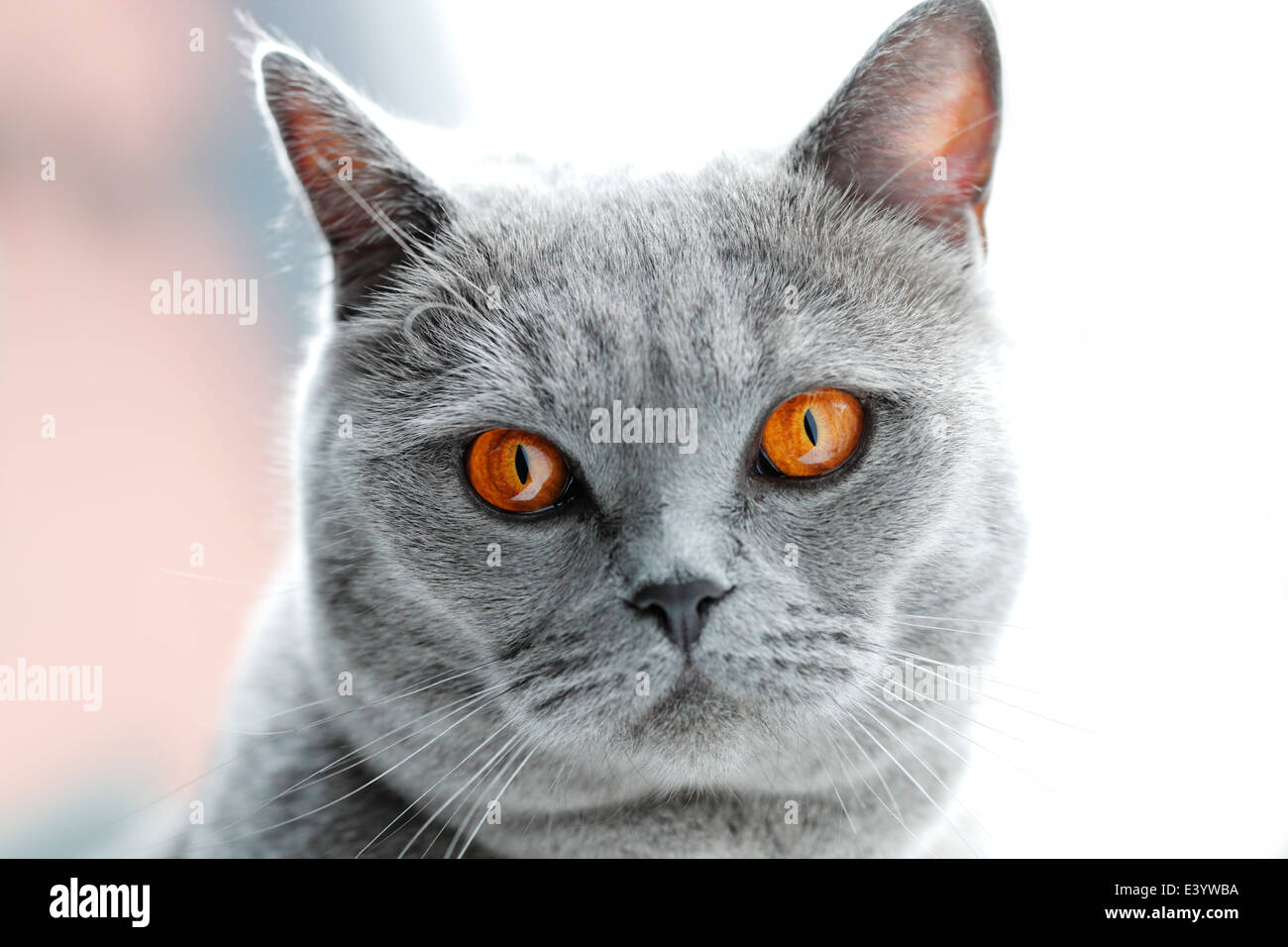 Graue katze Banque de photographies et d’images à haute résolution - Alamy