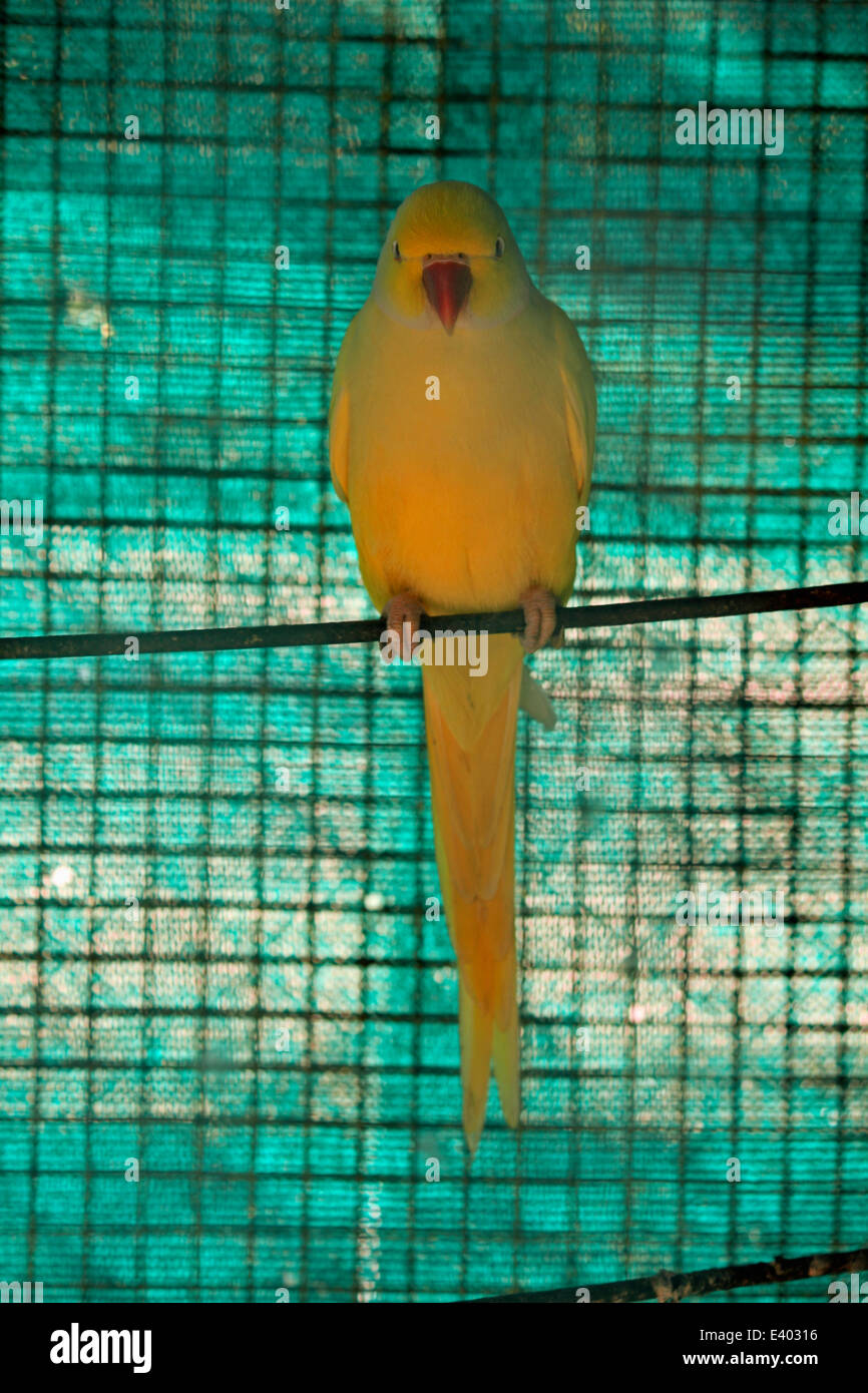 Perroquet jaune Banque de photographies et d’images à haute résolution ...