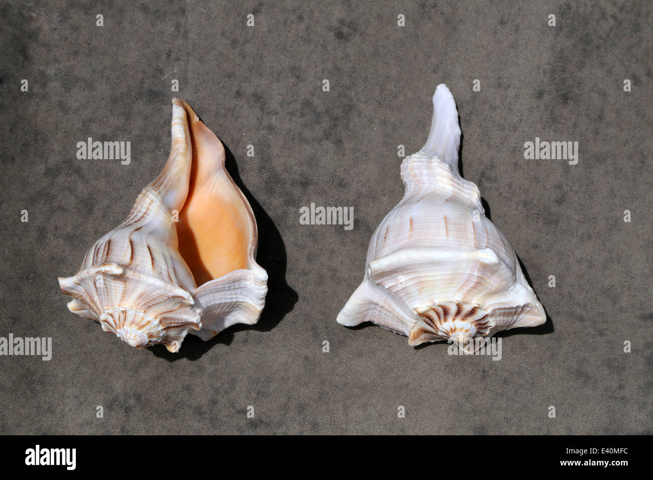 Whelk shell Banque de photographies et d’images à haute résolution - Alamy