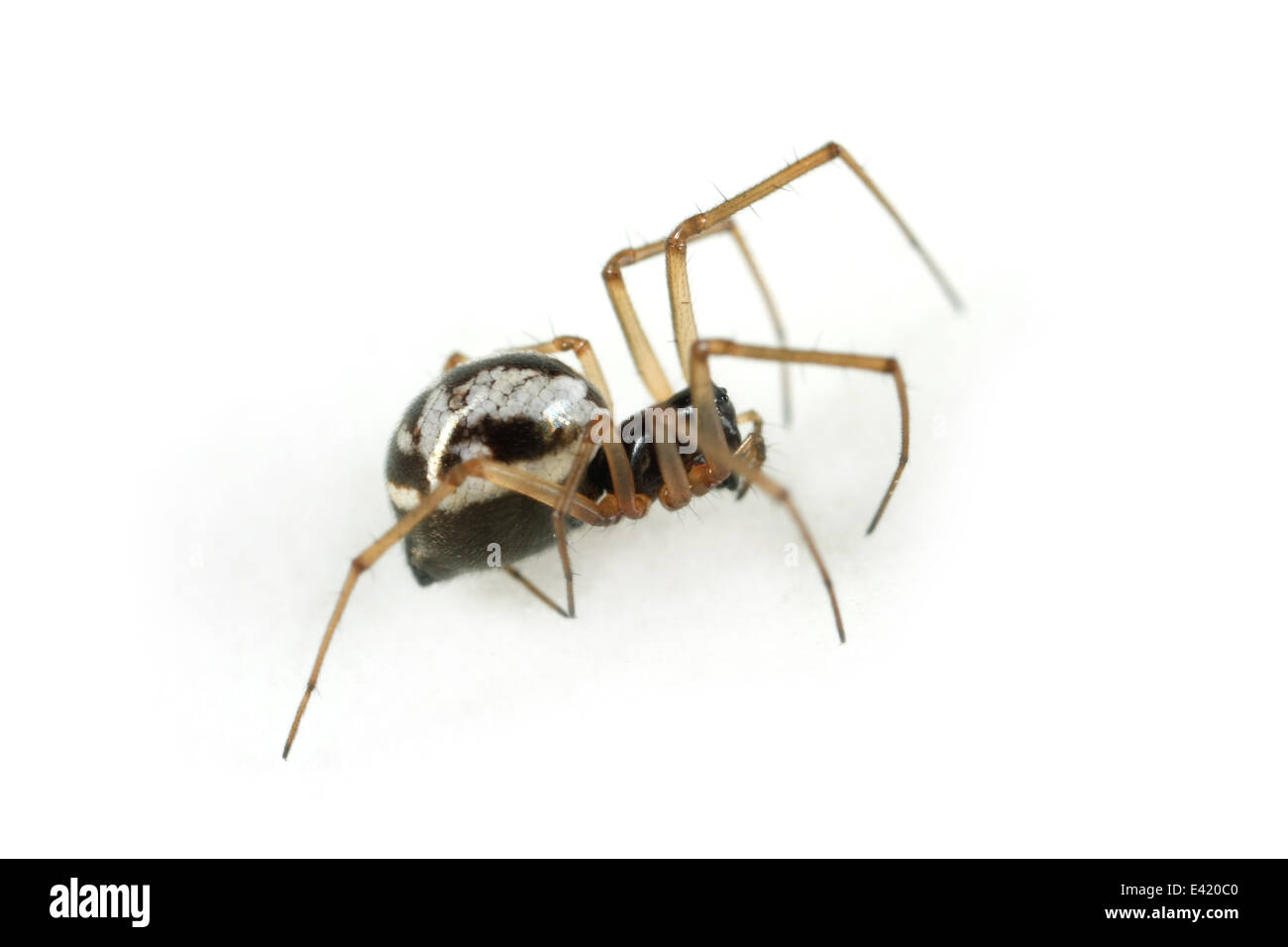 Microlinyphia pusilla Banque de photographies et d’images à haute ...