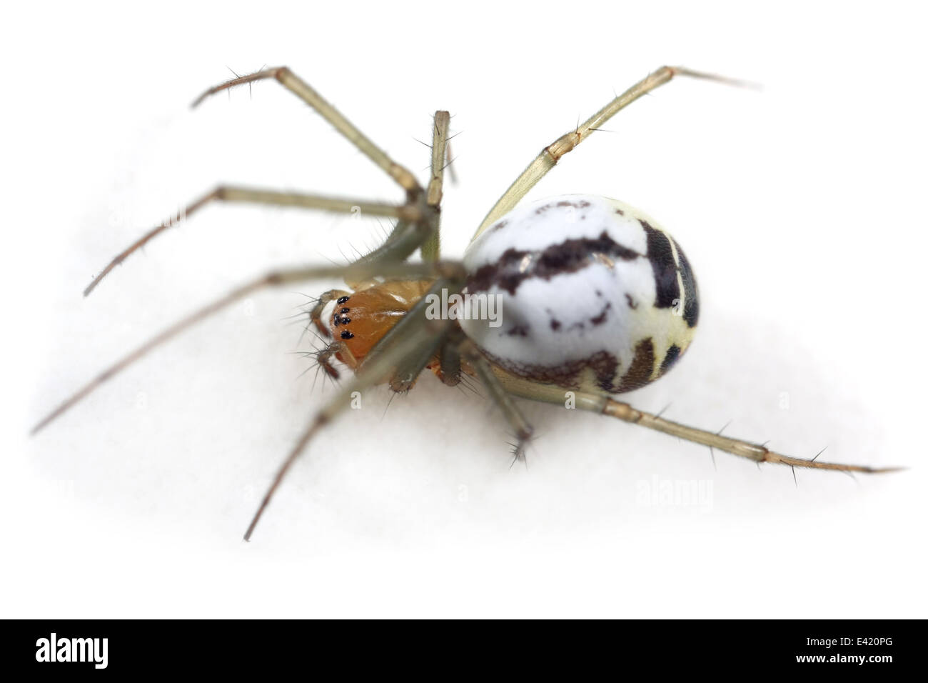 Neriene emphana Banque de photographies et d’images à haute résolution ...