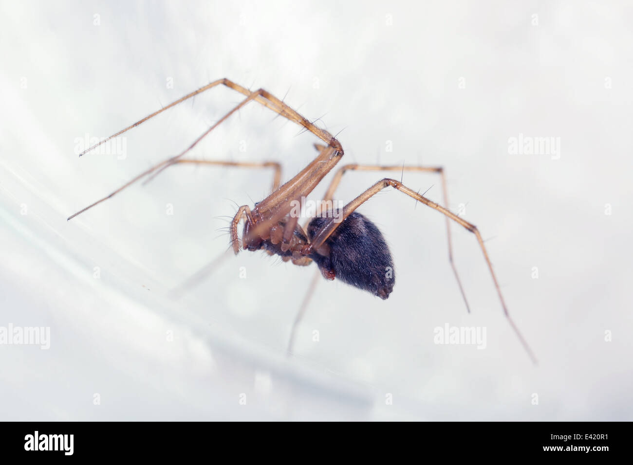 Misty femelle (Megalepthyphantes au rez-de-weaver spider nebulosus ...