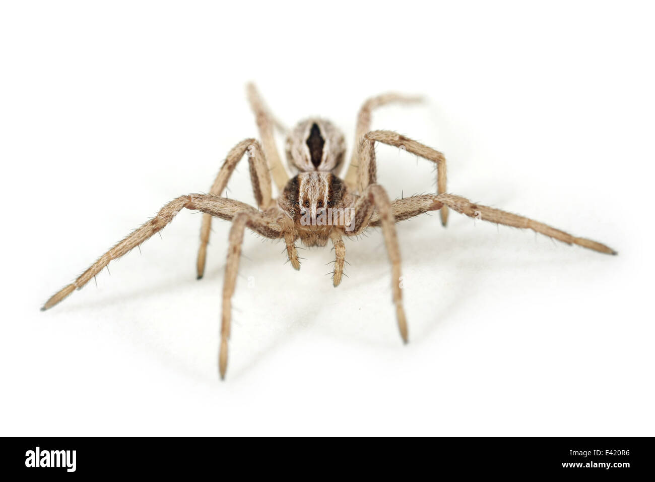 Thanatus formicinus Banque de photographies et d’images à haute ...