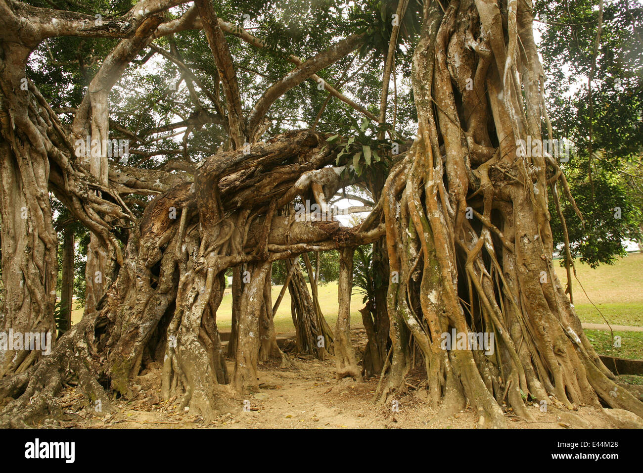 Ficus Benjamina Figuier Pleureur Banque d'image et photos - Alamy