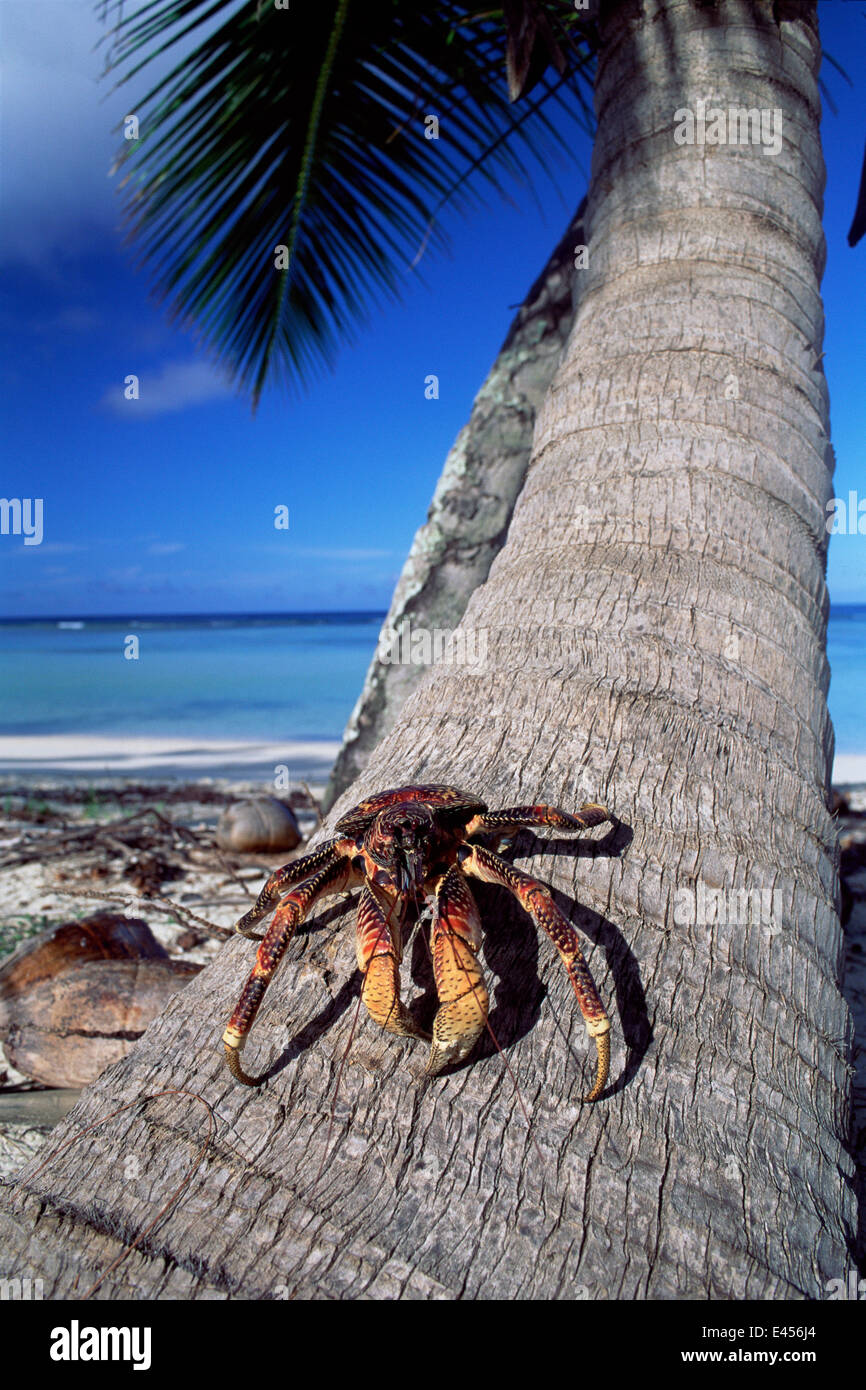 Le crabe des cocotiers Banque de photographies et d’images à haute ...