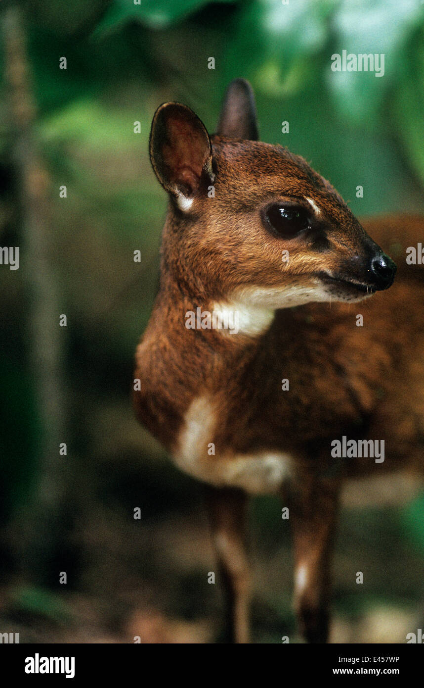 Dwarf antelope dwarf antelope neotragus Banque de photographies et d ...