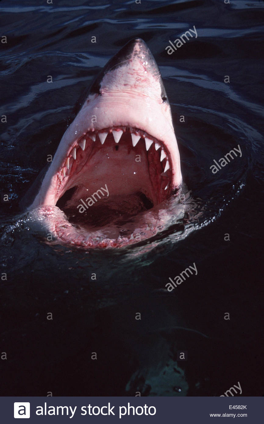Jaws Shark Photos & Jaws Shark Images - Alamy