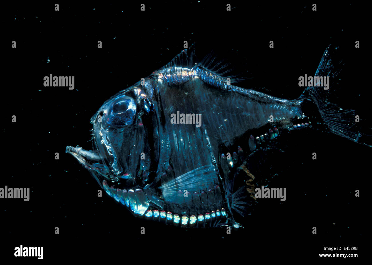 Poissons de hachette Banque de photographies et d’images à haute ...