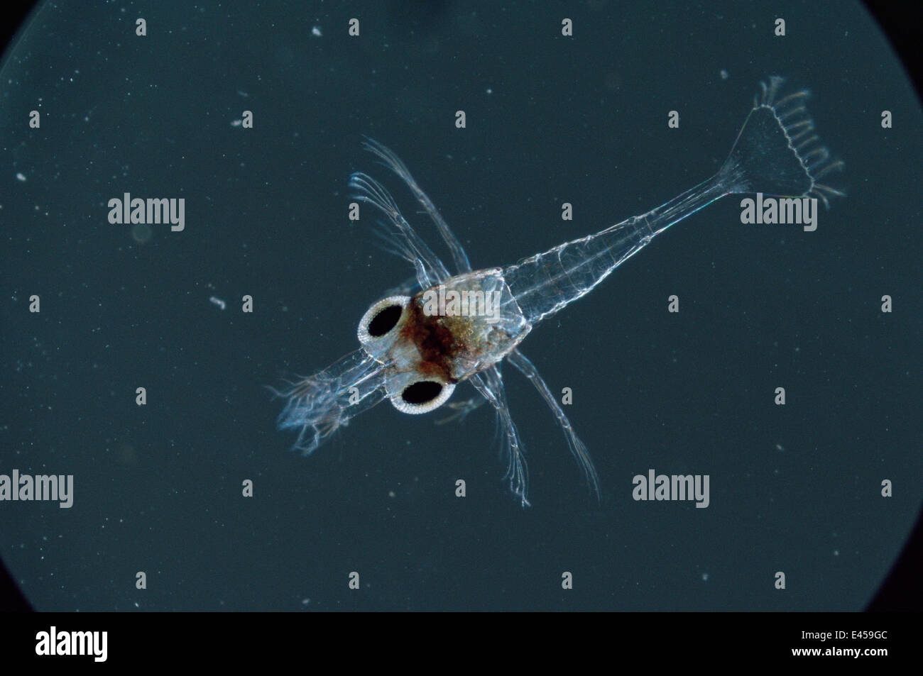 Palaemon larvae Banque de photographies et d’images à haute résolution ...