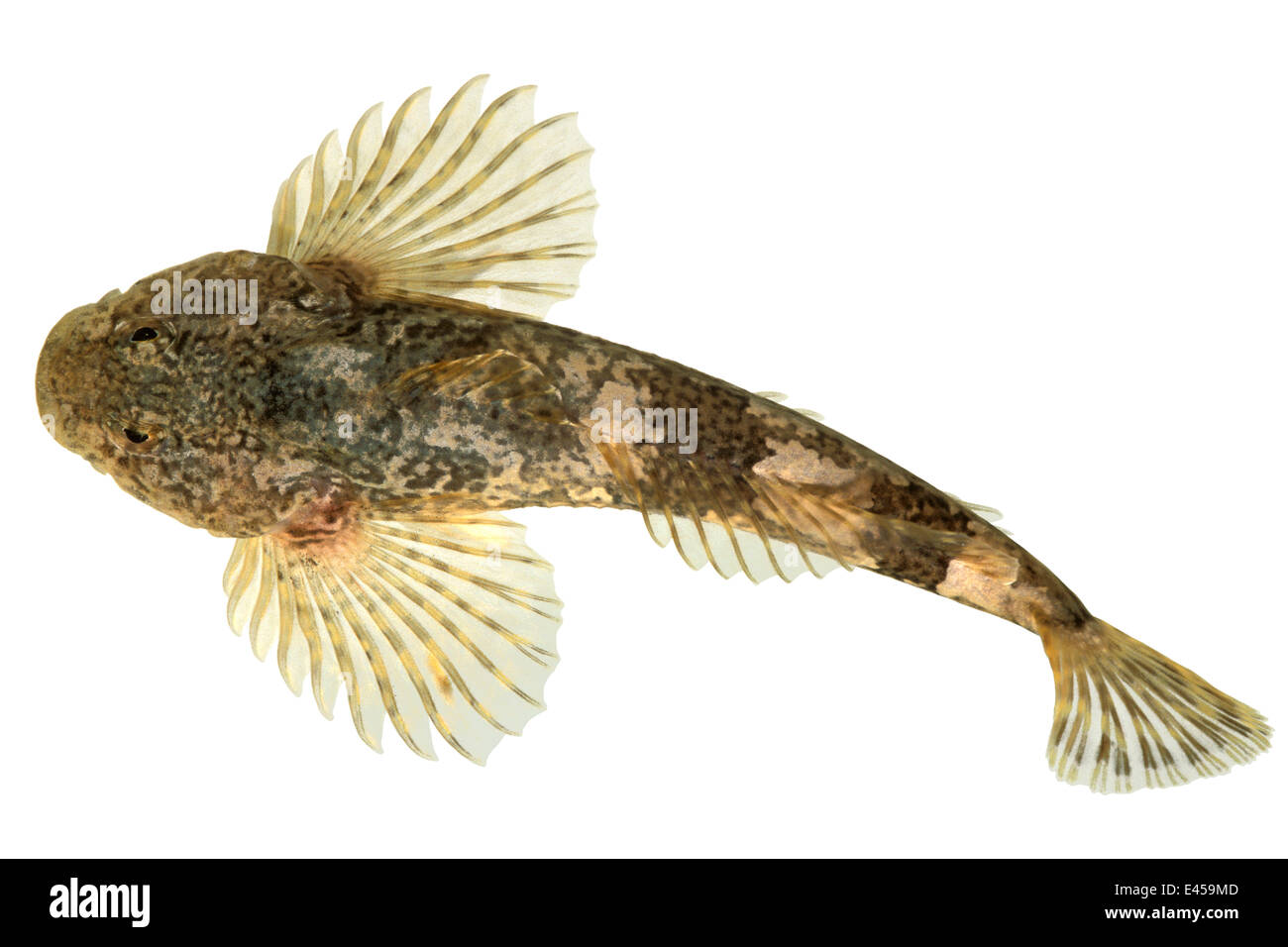 Animaux europe Banque d'images détourées - Alamy