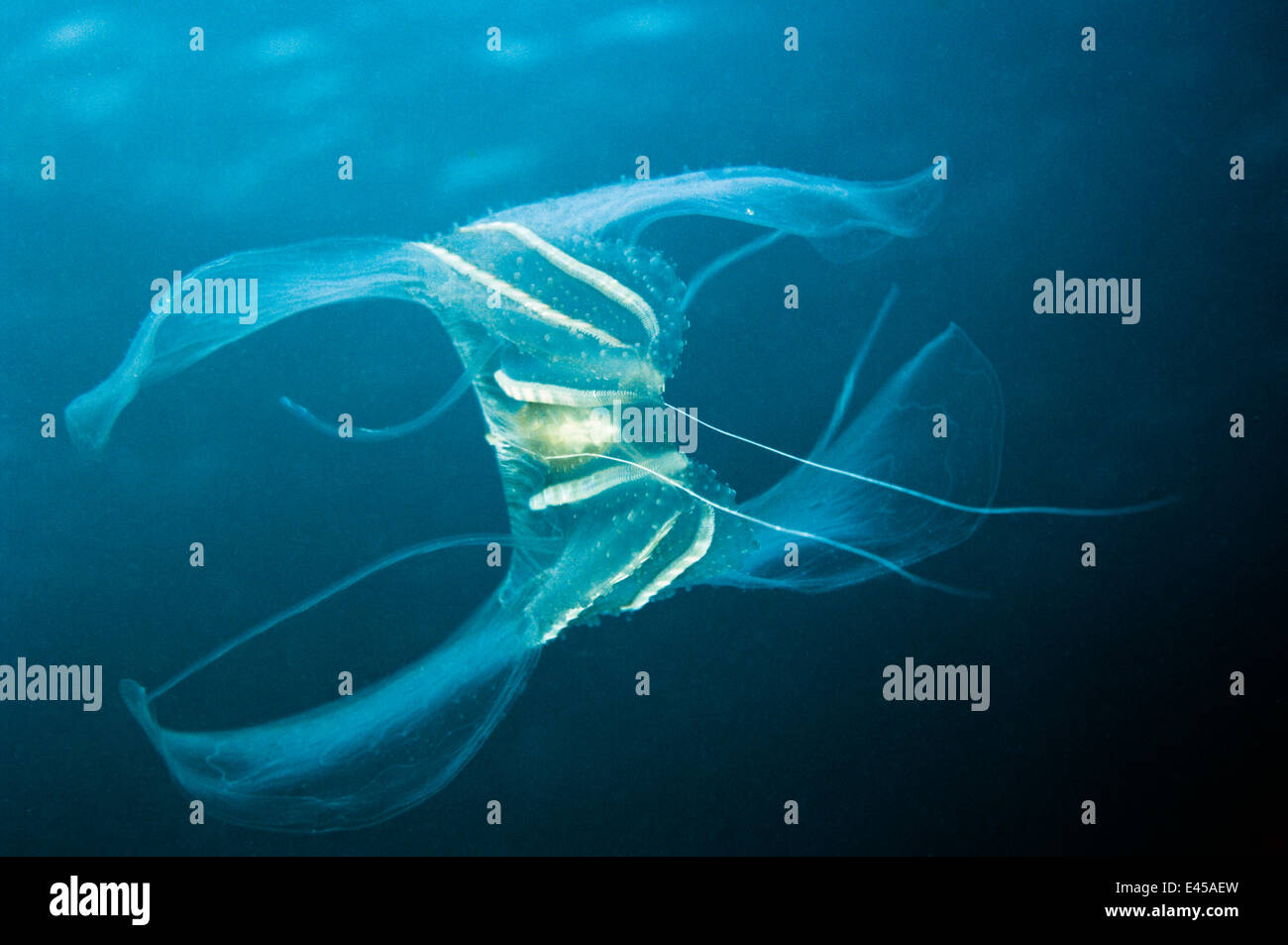 Marint plancton Banque de photographies et d’images à haute résolution ...