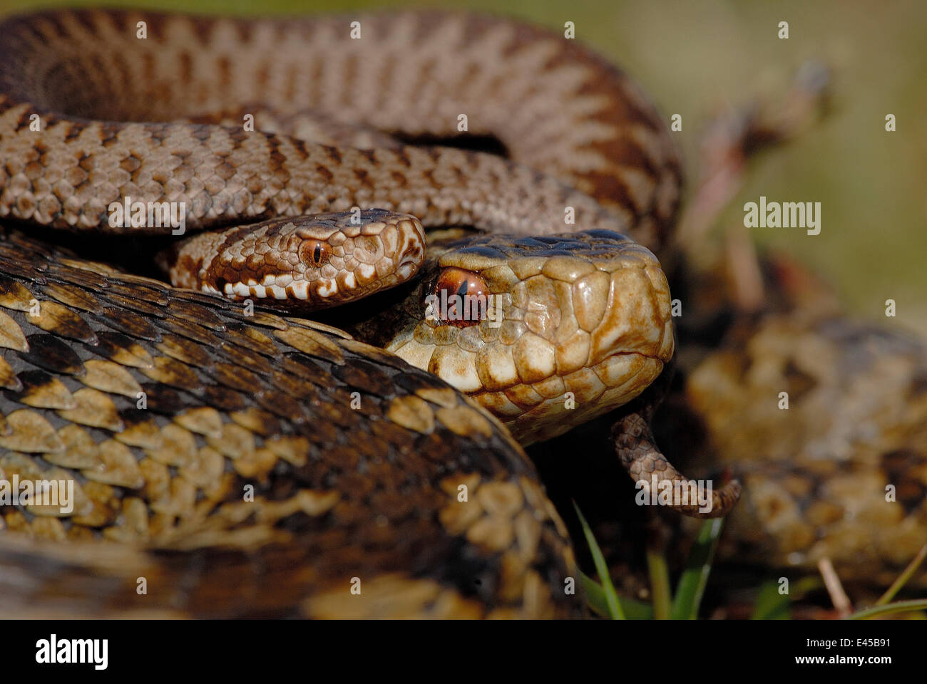 Baby adder Banque de photographies et d’images à haute résolution - Alamy