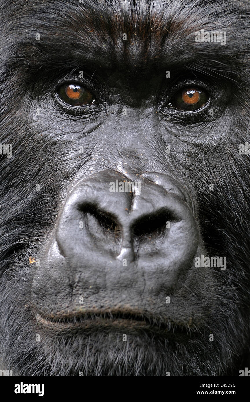 Gorille de montagne (Gorilla beringei beringei), silverback face ...