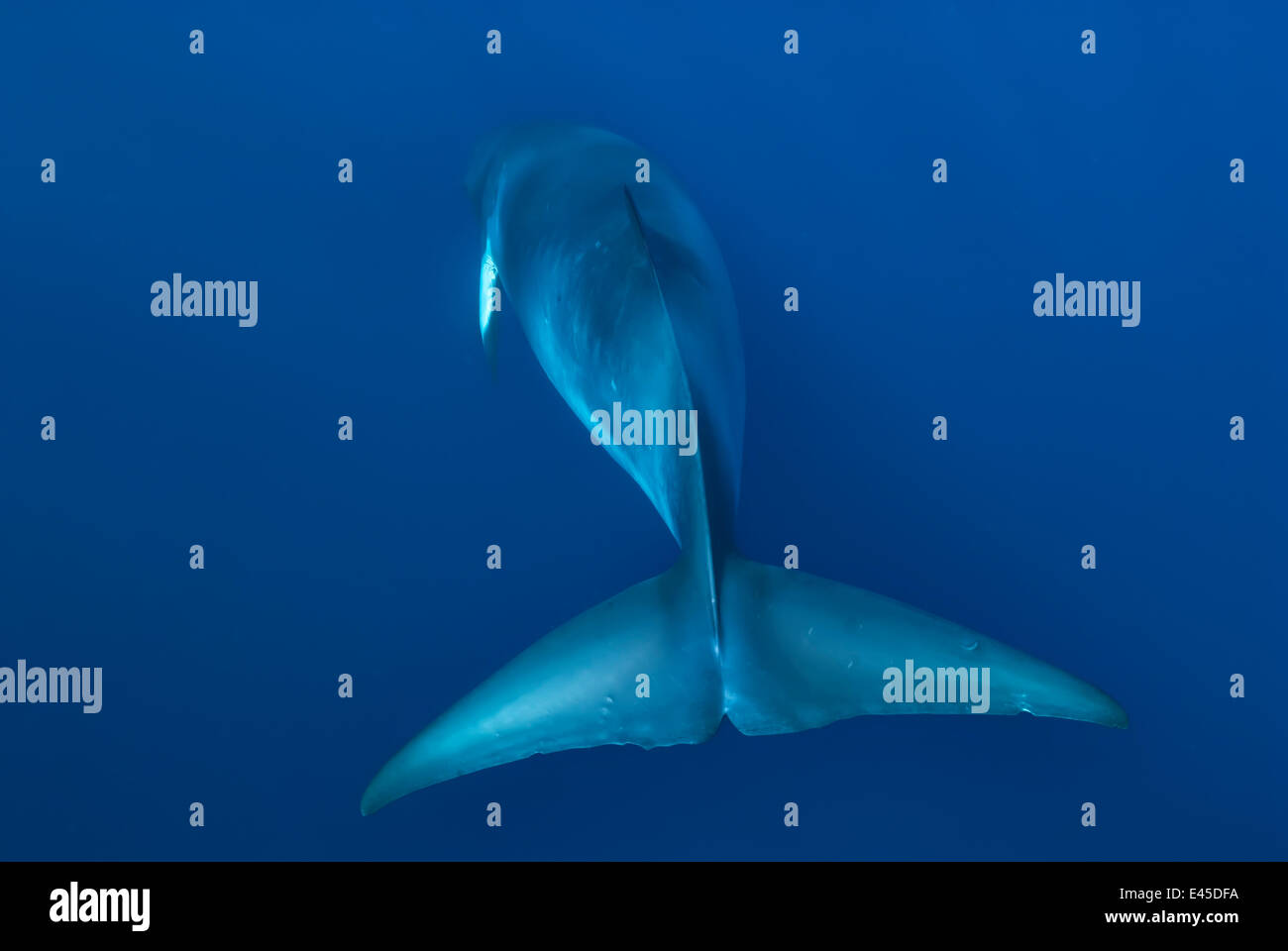 Vue arrière du petit rorqual nain, pensée pour former un tout-à-être ...