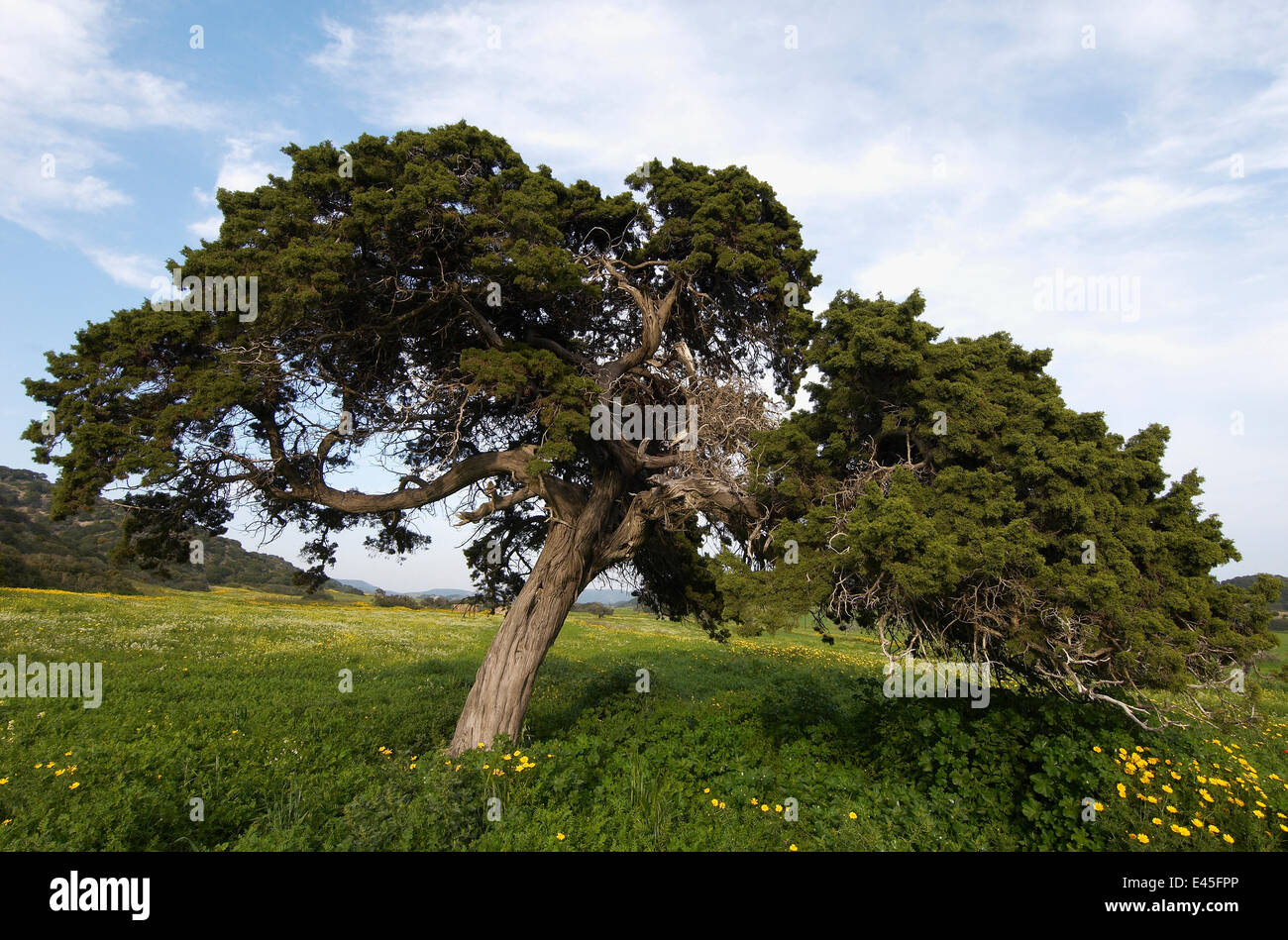 Cypress trees cupressus sempervirens cupressaceae Banque de ...
