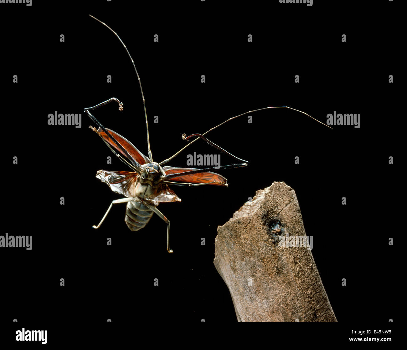 Acrocinus longimanus harlequin beetle Banque de photographies et d ...