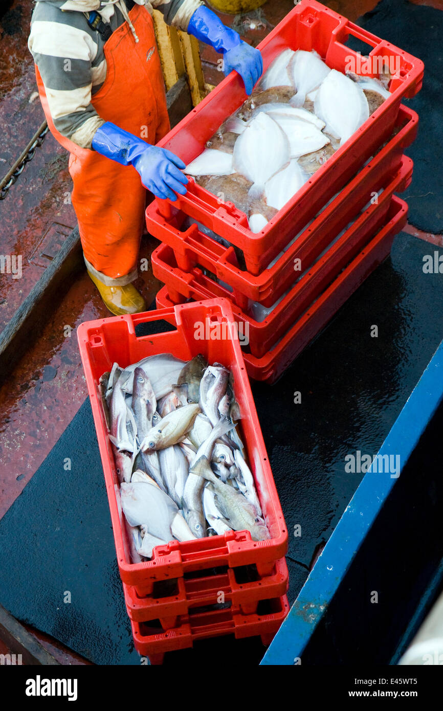 Caisses de poisson prêt à être déchargé du pont d'un chalutier, Brixham ...