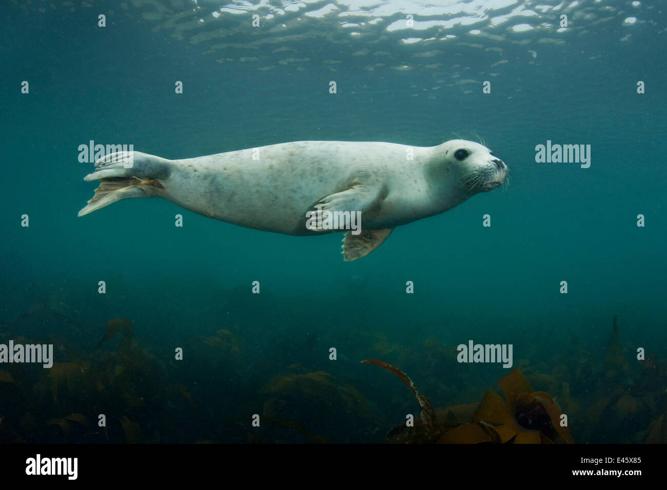 Un jeune Port / phoque commun (Phoca vitulina) Lundy Island, Devon ...