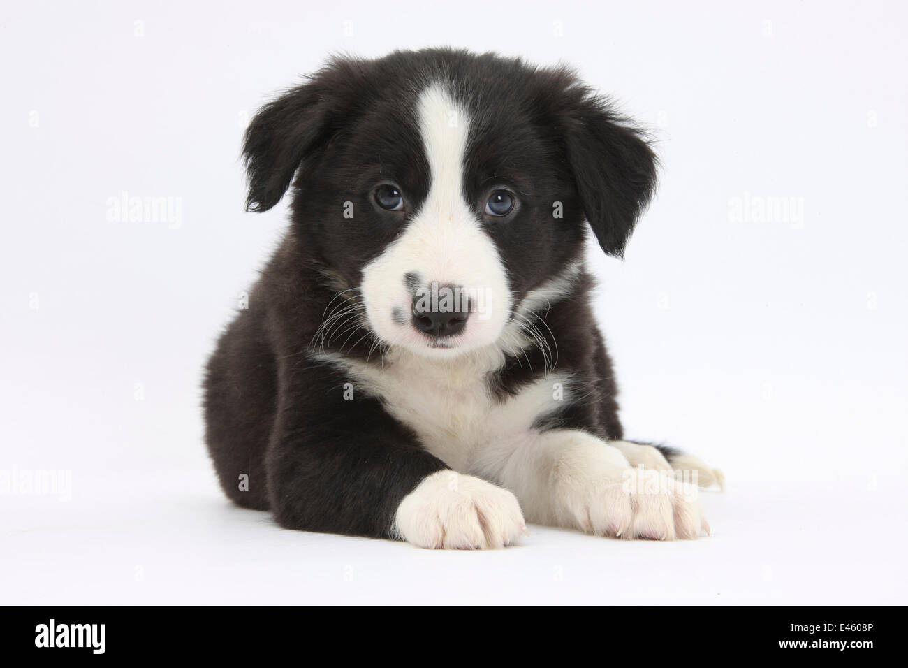 Mignon Chiot Border Collie Banque d'image et photos - Alamy