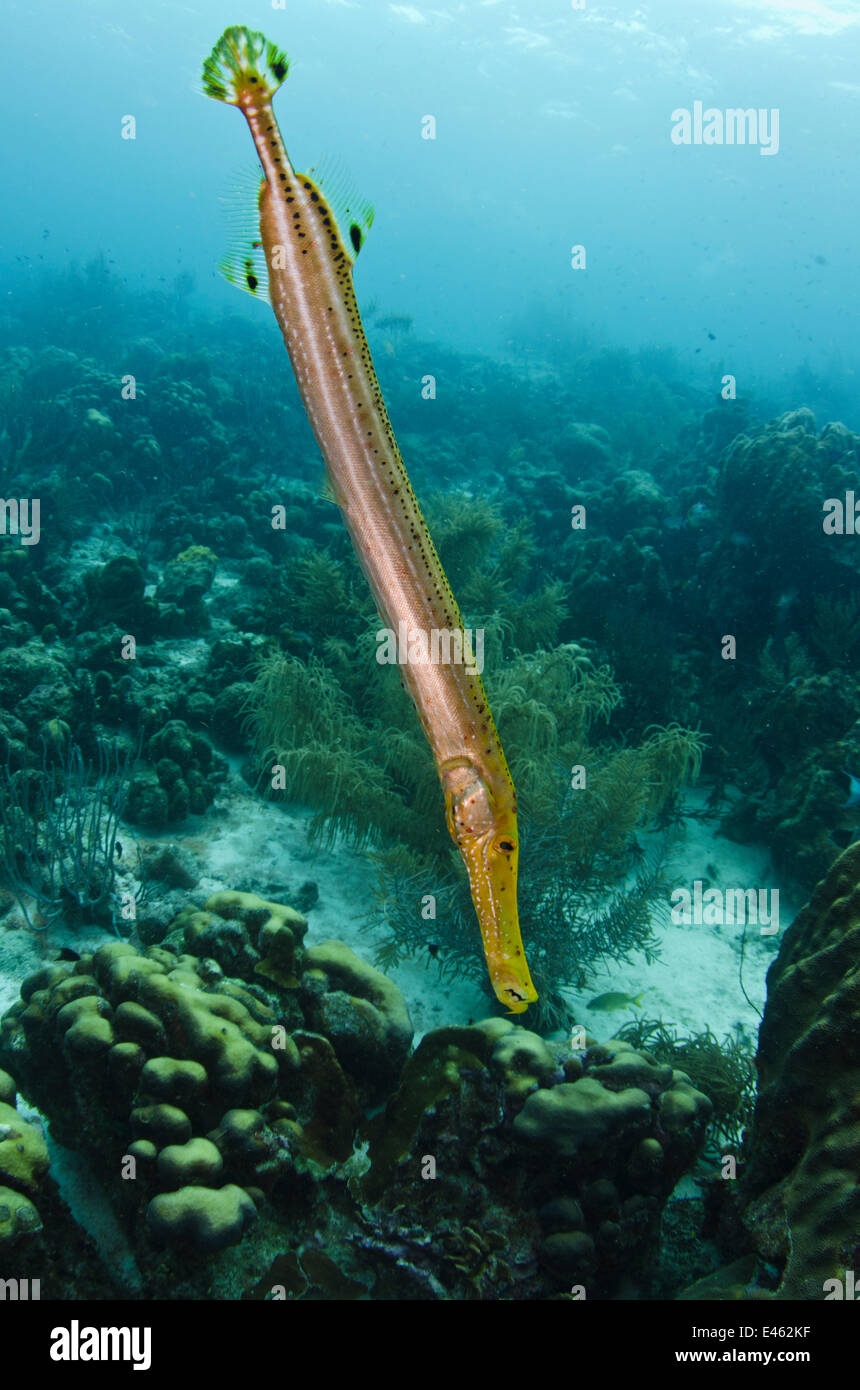 Caraïbes (poissons-trompette Aulostomus maculatus) Bonaire, Antilles ...