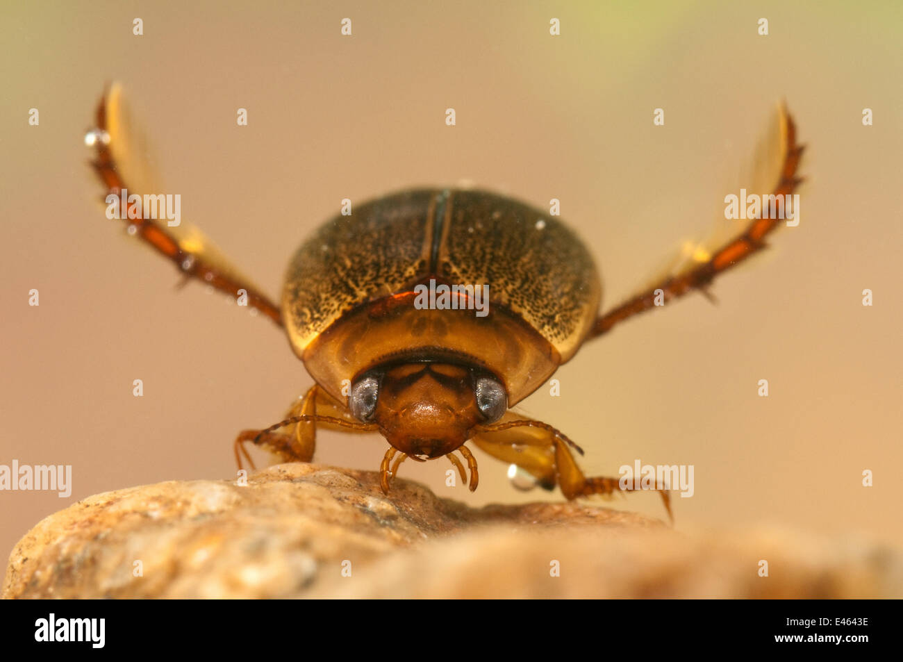Rhantus suturalis Banque de photographies et d’images à haute ...