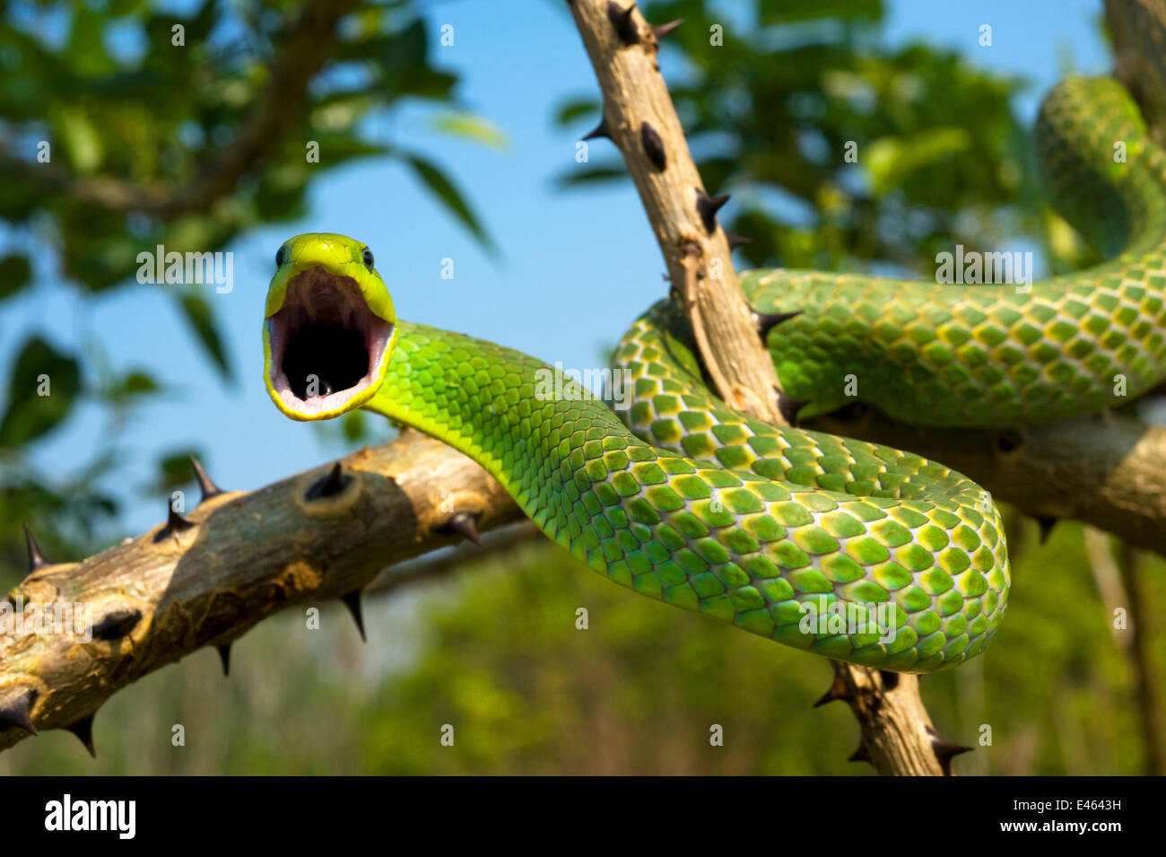 Green tree snake Banque de photographies et d’images à haute résolution ...