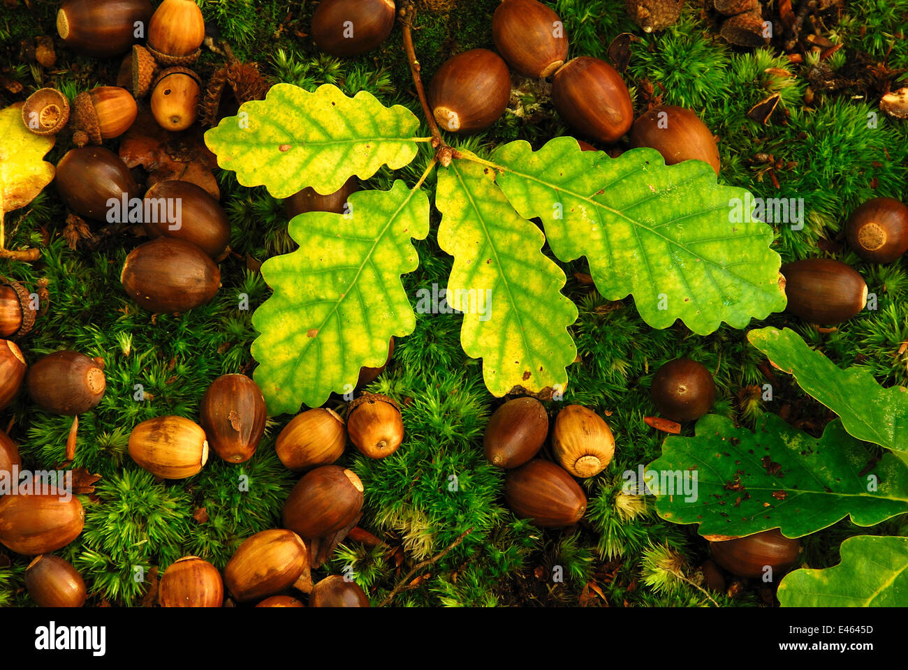 Glands Sur Un Arbre Banque d'image et photos - Alamy
