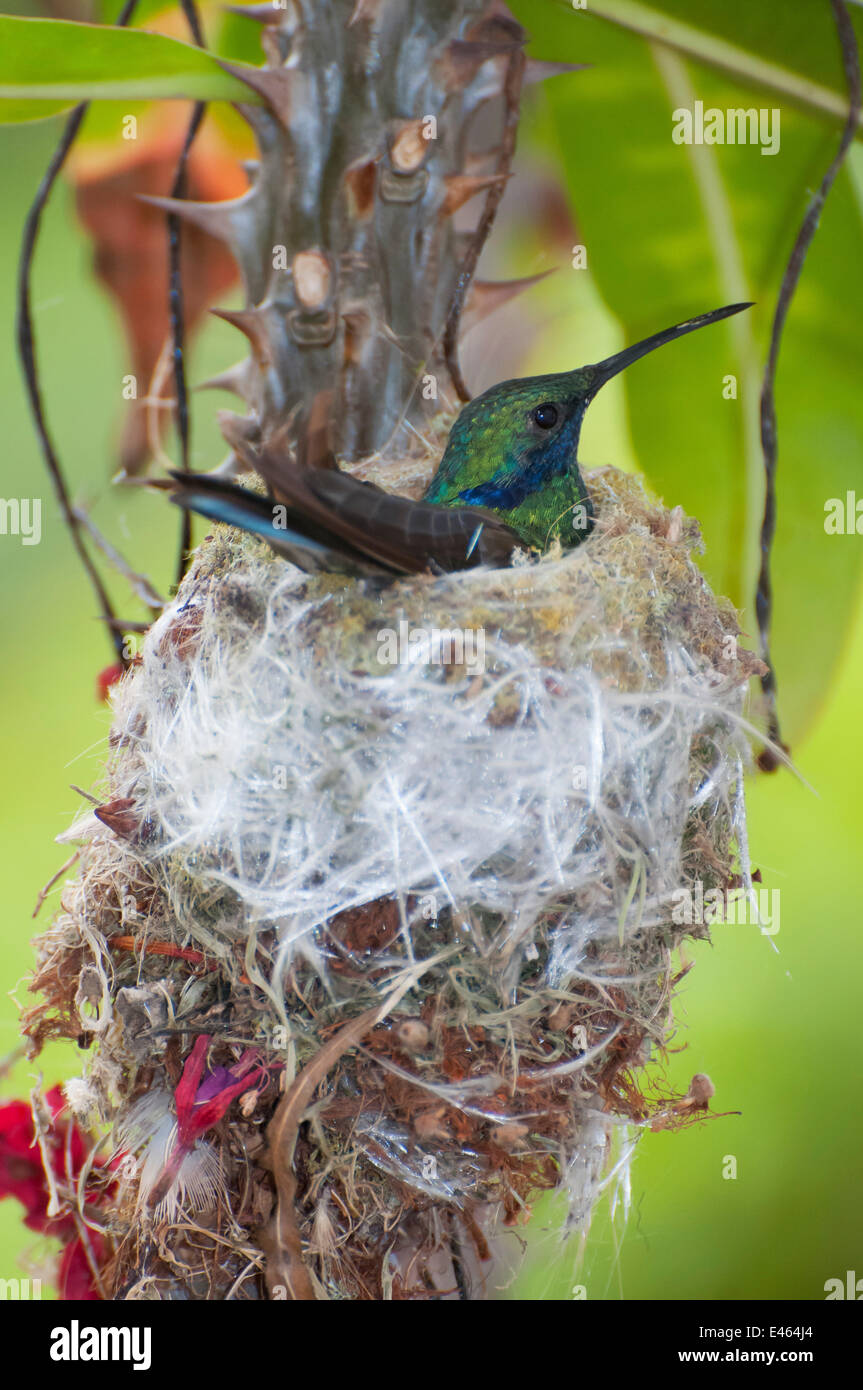 Colibri étincelant violetear (Colibri coruscans) incubation des œufs au ...