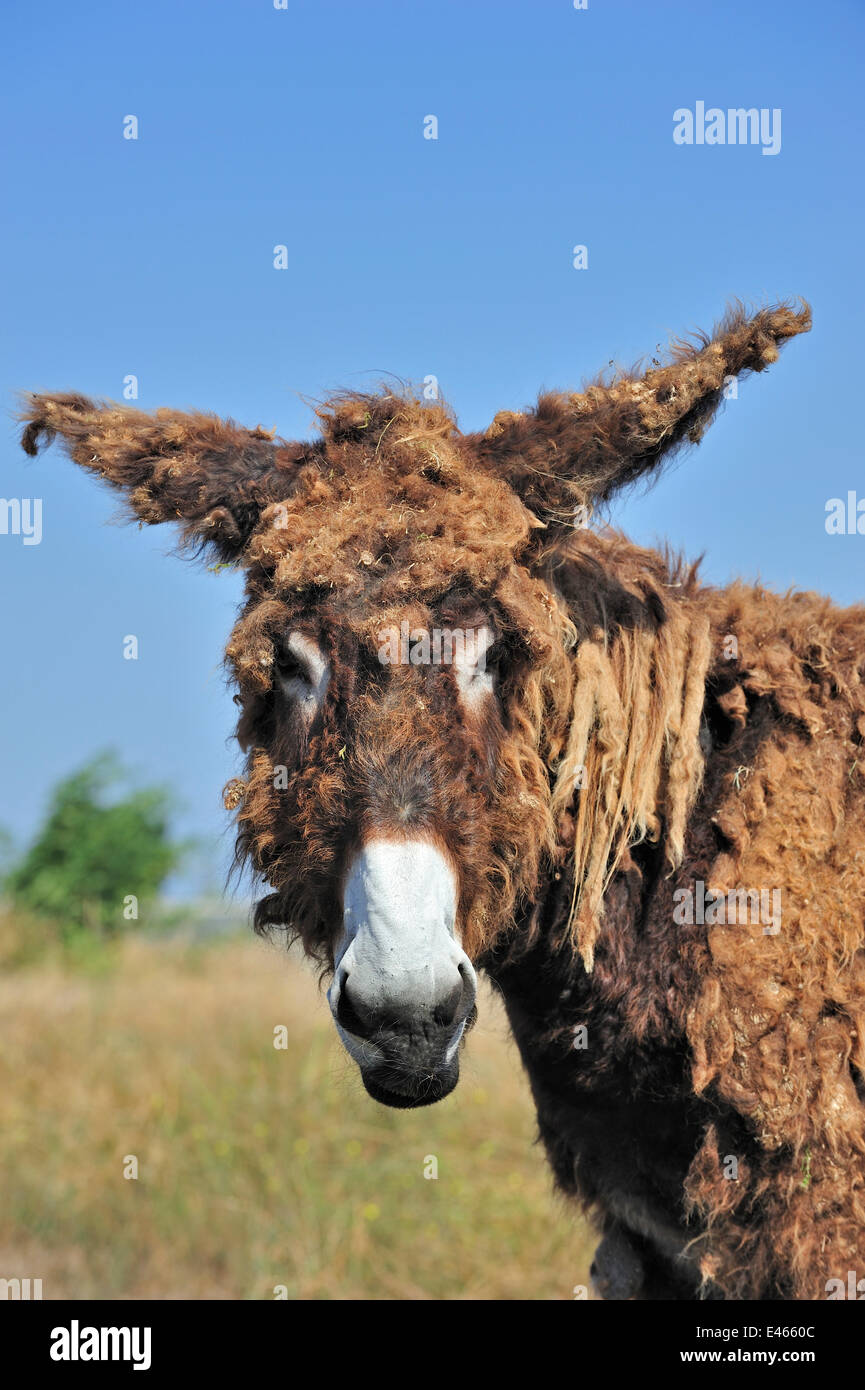 âne de poitou Banque de photographies et d’images à haute résolution ...